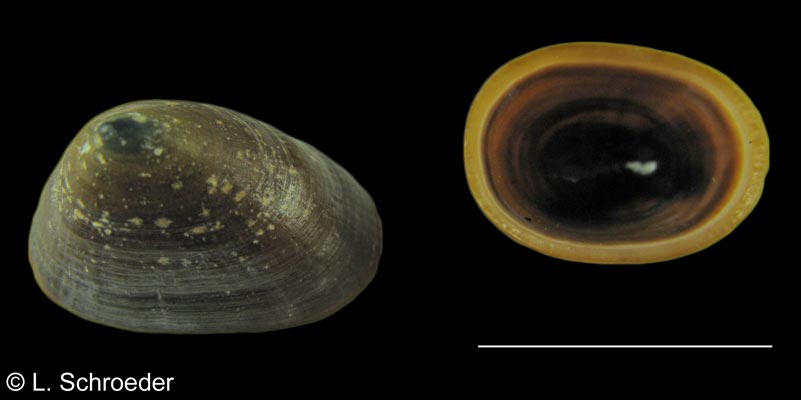 Gastropods - Acmaeidae, Lepetidae, Lottiidae, Siphonariidae, Trimusculidae